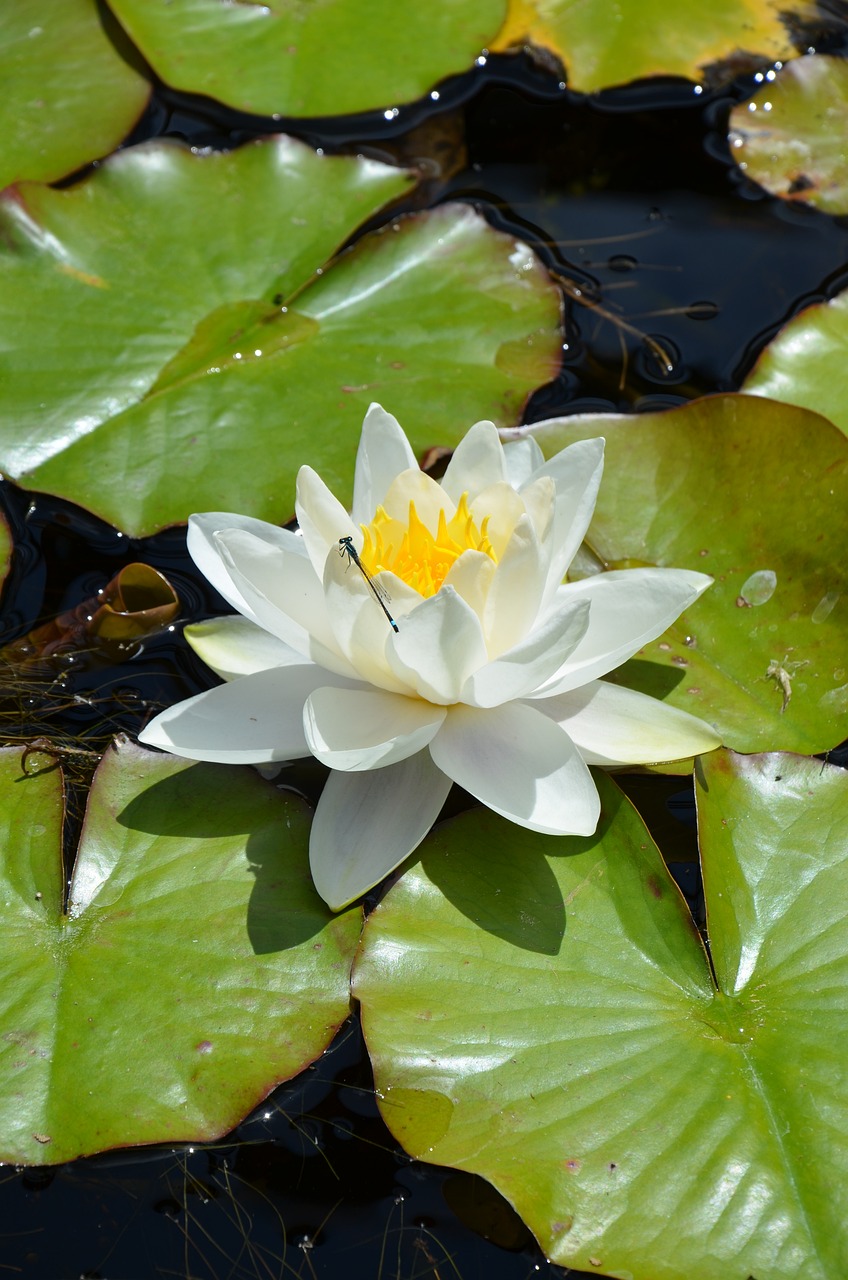 Water Lily Nature Pond Aquatic - Free photo on Pixabay