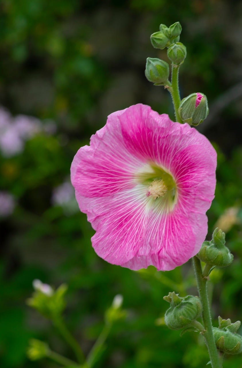 Pink Nature Bloom - Free photo on Pixabay