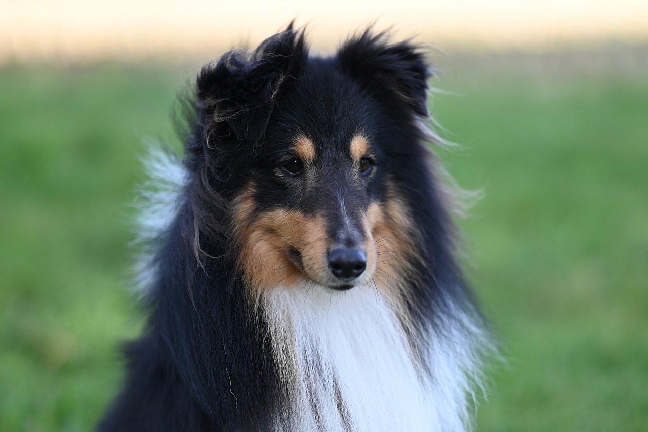 Shetland Shepherd Ravenclaw Dog - Free photo on Pixabay