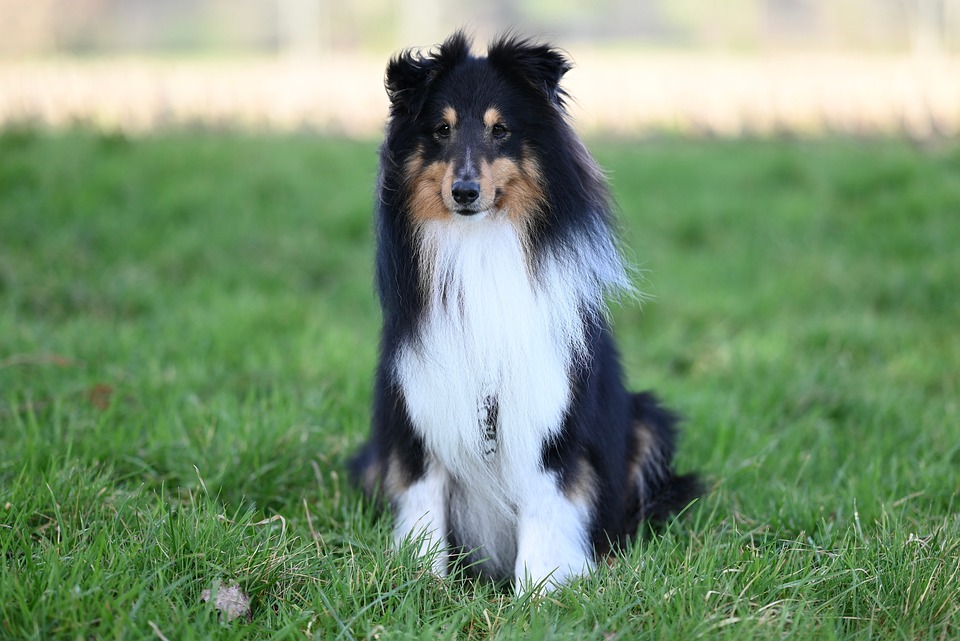 Shetland Shepherd Ravenclaw Animal - Free photo on Pixabay