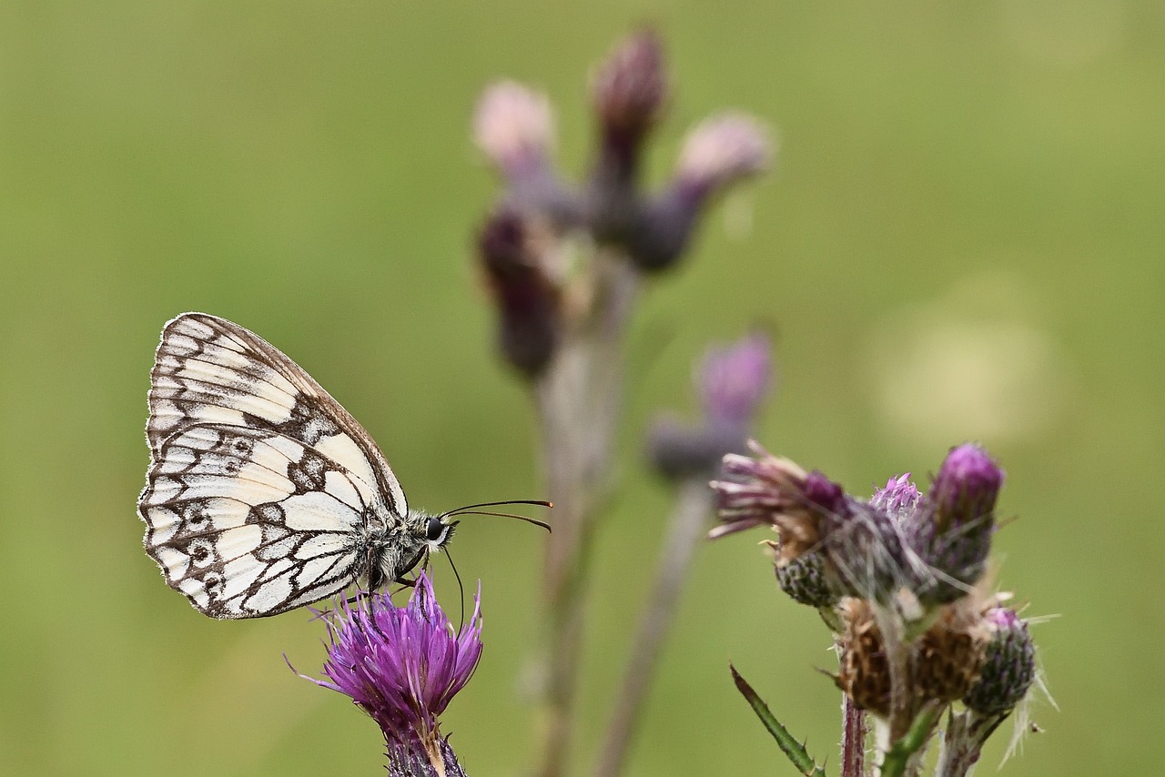 Butterfly Checkerboard Close Up - Free photo on Pixabay