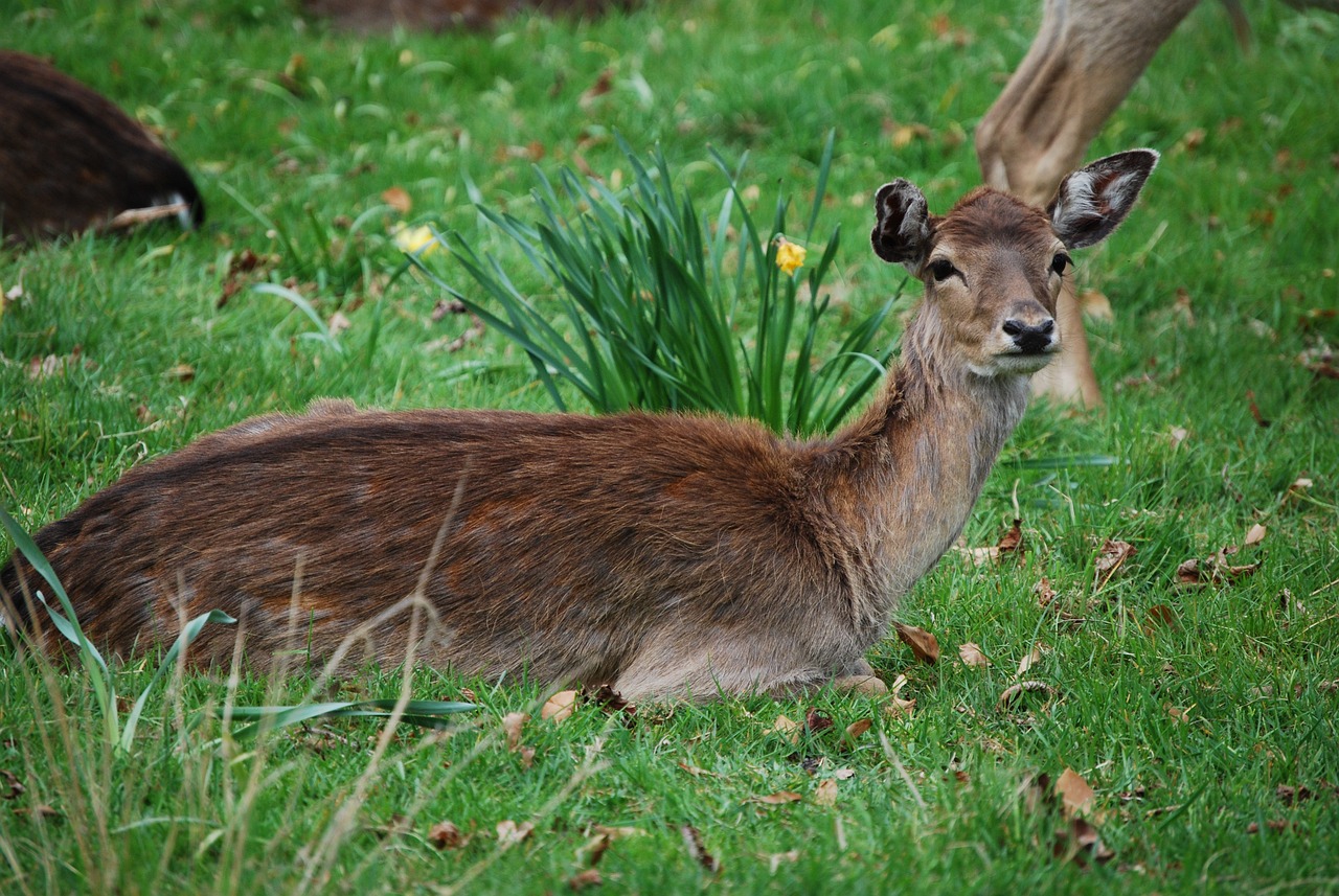 Deer Lying Meadow Close - Free photo on Pixabay