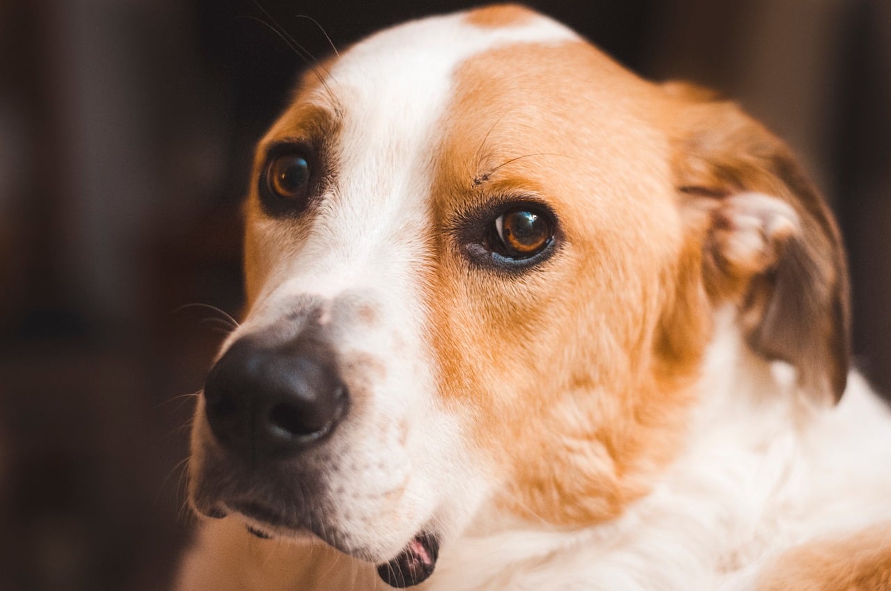 Dog Romania Shelter - Free photo on Pixabay
