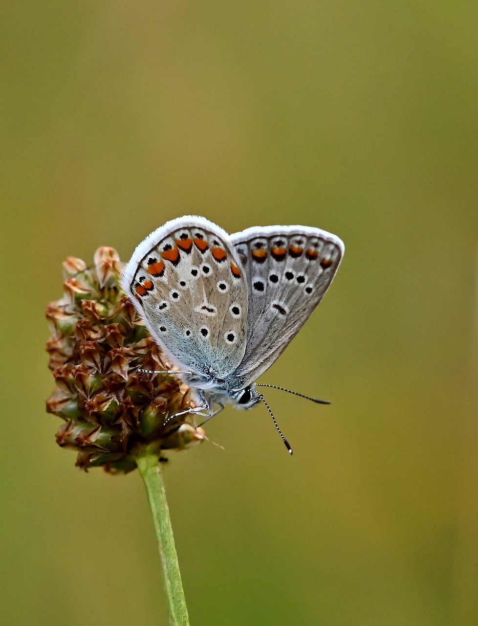 Papillon Bleu Commun Prairie - Photo gratuite sur Pixabay