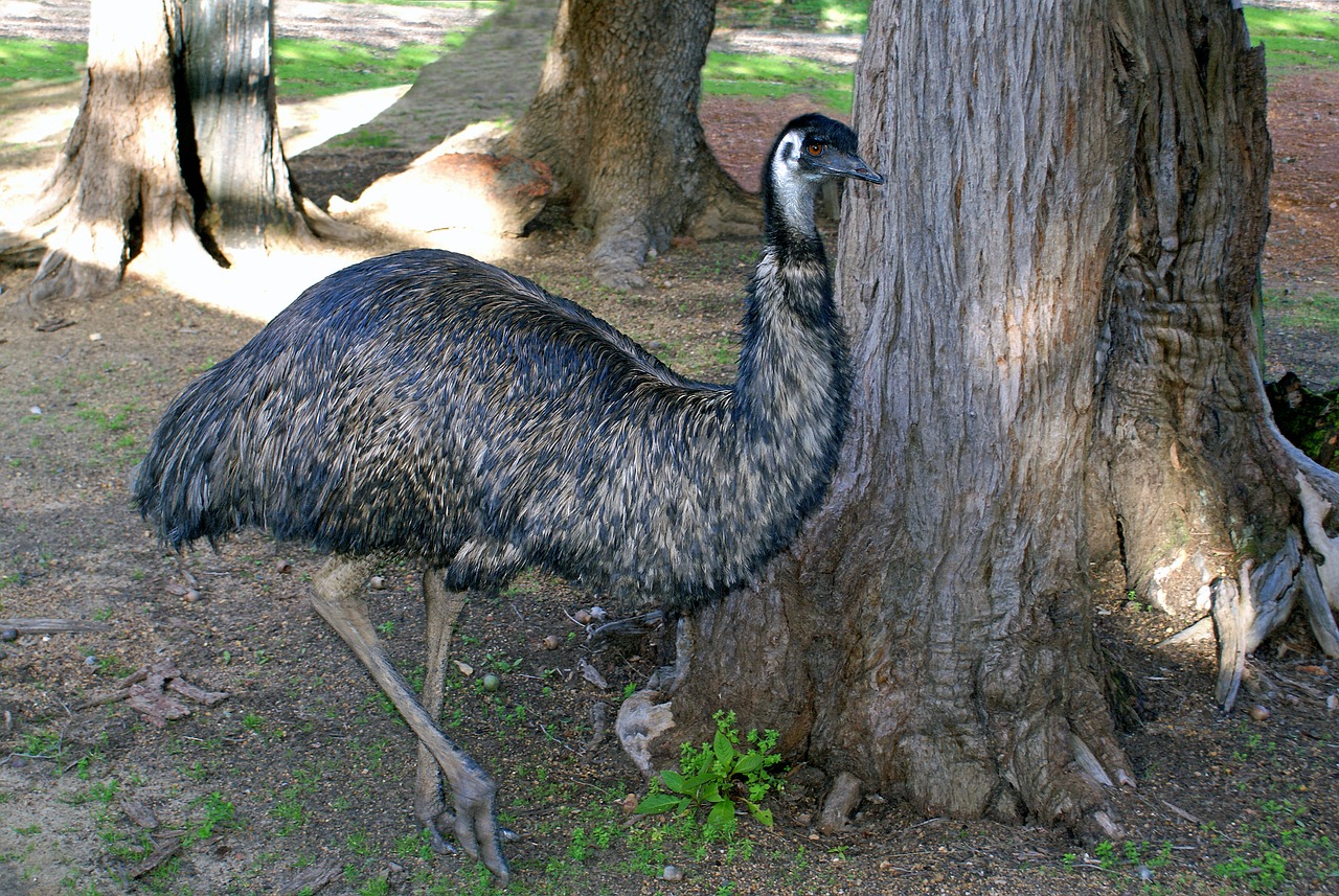 Emu Flightless Bird - Free photo on Pixabay