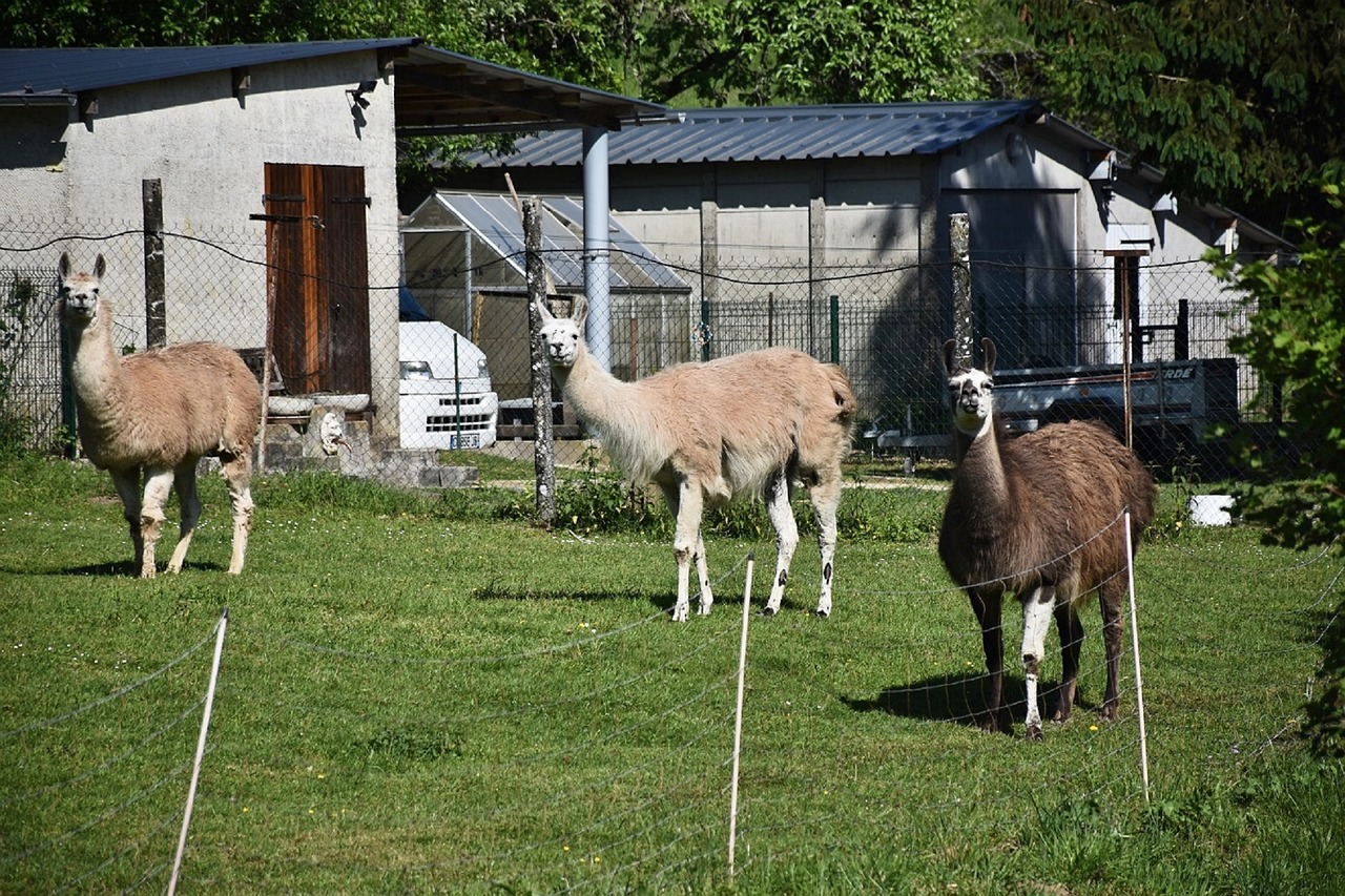 Lama Nature Animal - Free photo on Pixabay