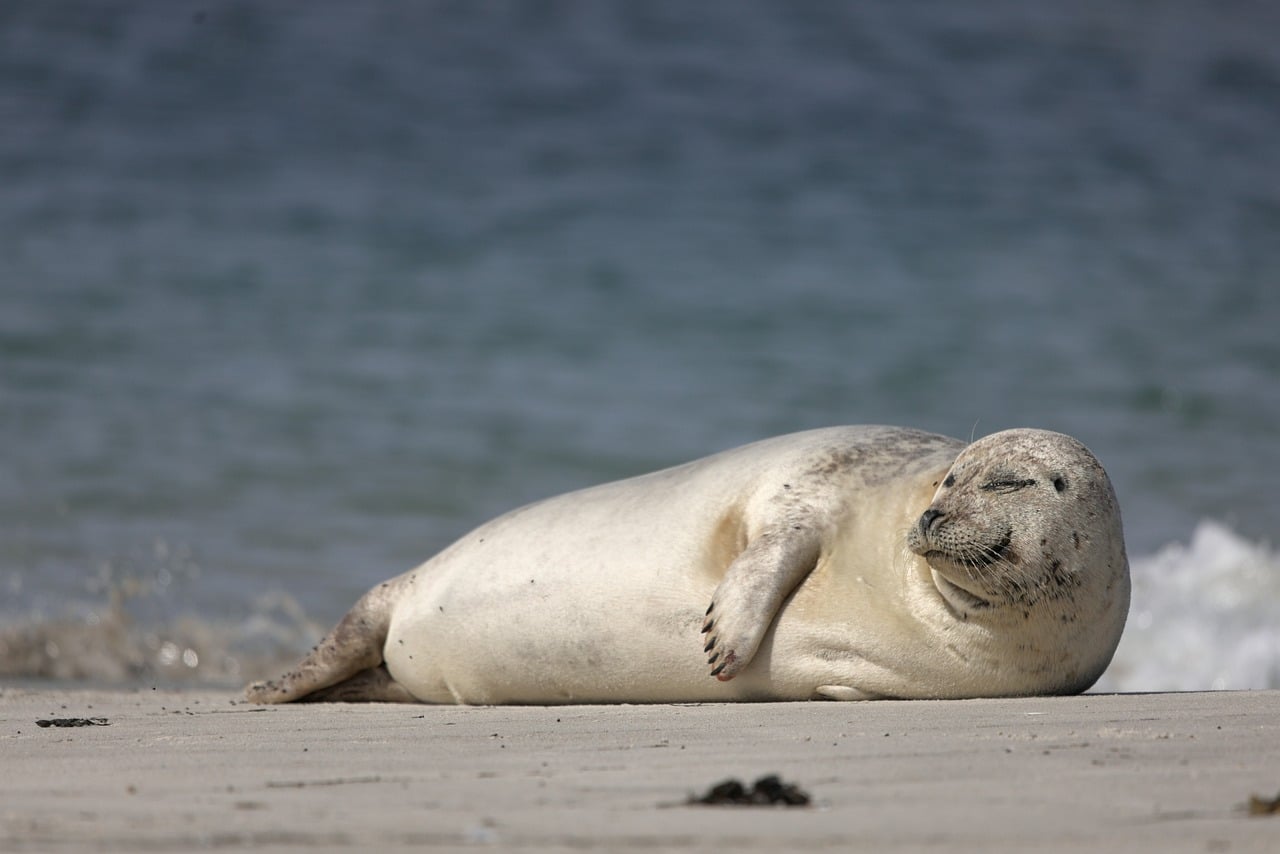 Seal Heligoland Island - Free photo on Pixabay