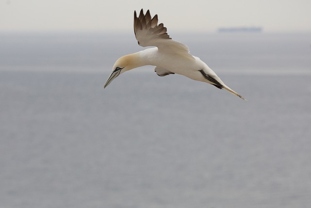 Gannet Flying Vessel - Free photo on Pixabay