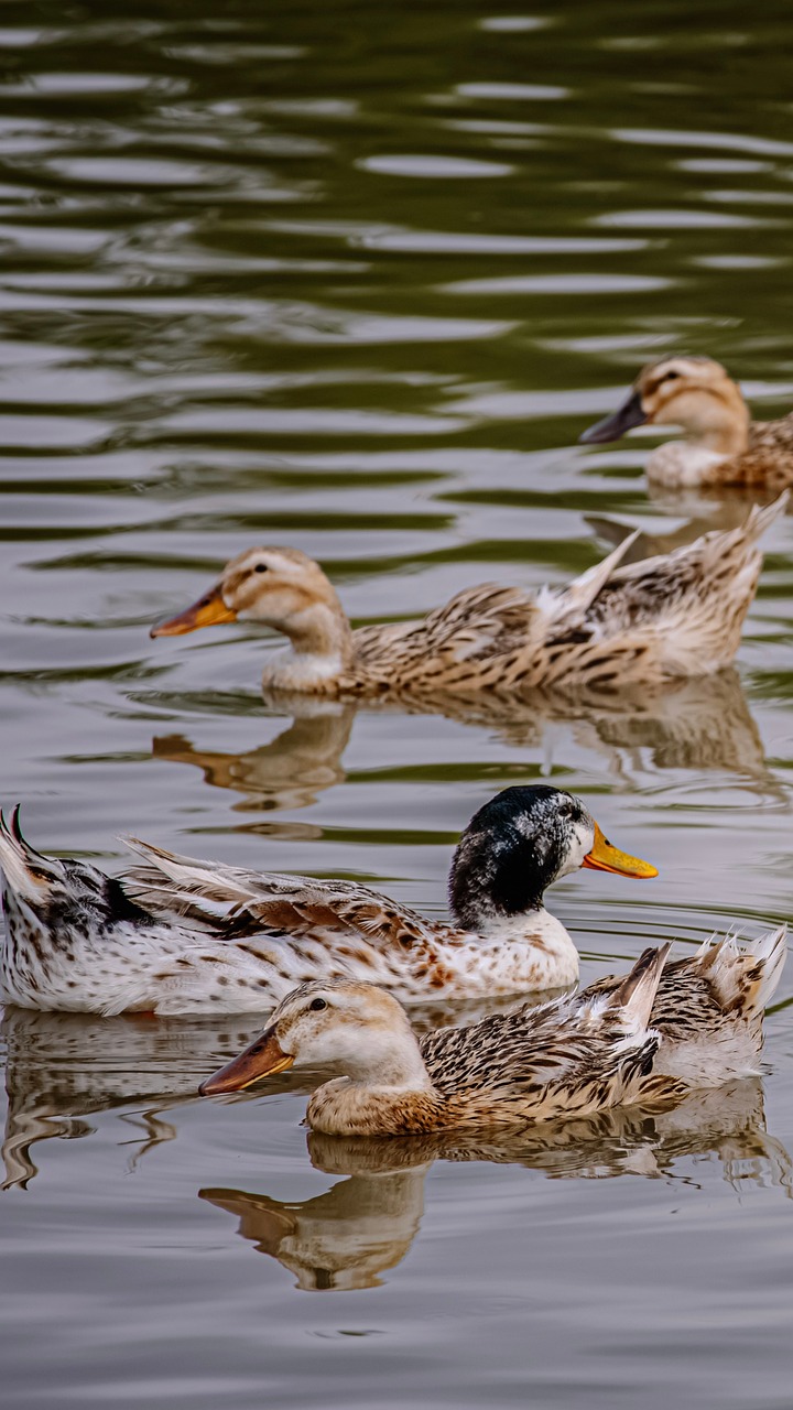 Ducks Wildlife Bird - Free photo on Pixabay