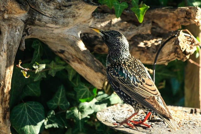 Star Nature Bird - Free photo on Pixabay