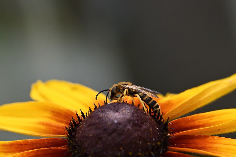 Hover Fly Insect Nature Close - Free photo on Pixabay