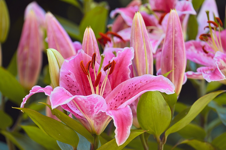 Lilies Nature Flower - Free photo on Pixabay
