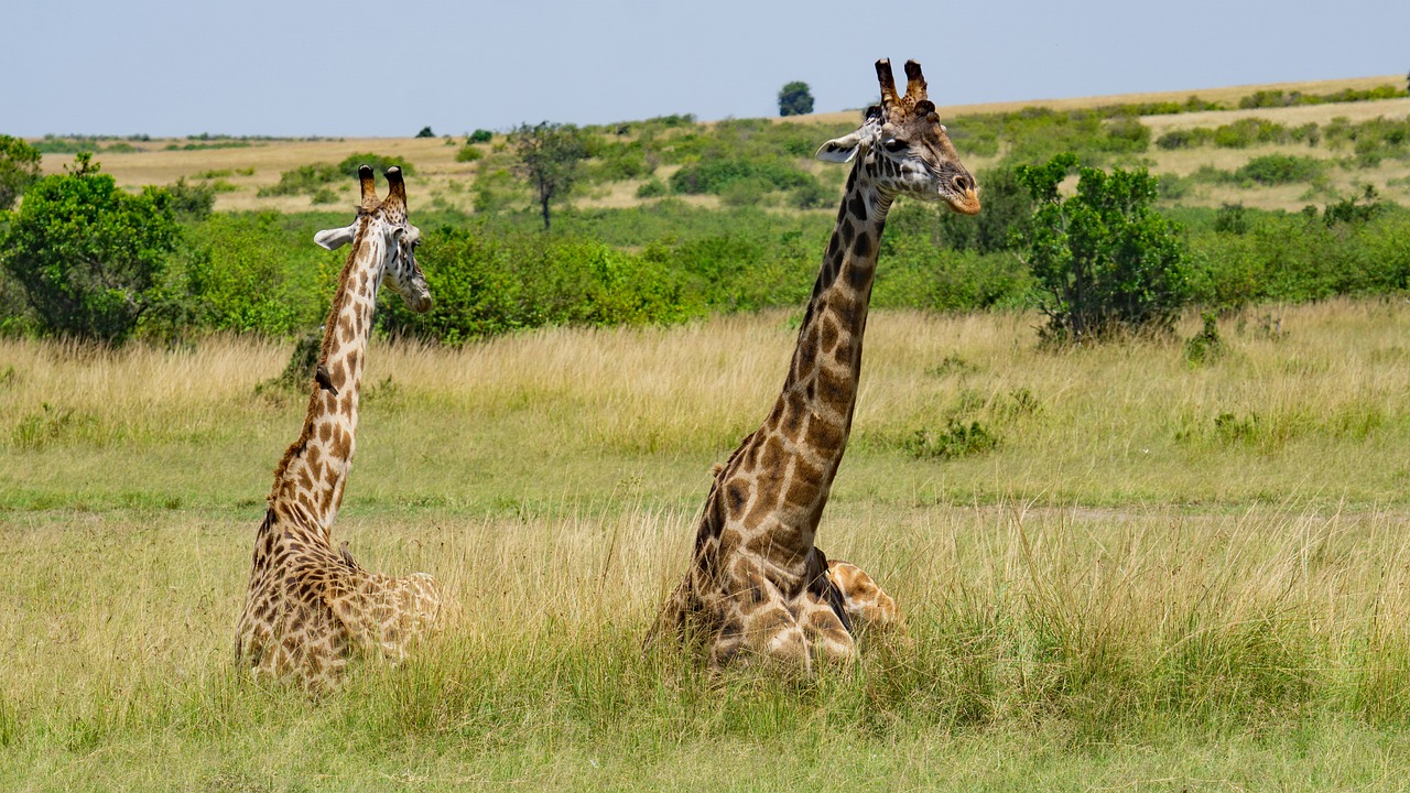 Giraffes Sitting Africa Kenya - Free photo on Pixabay