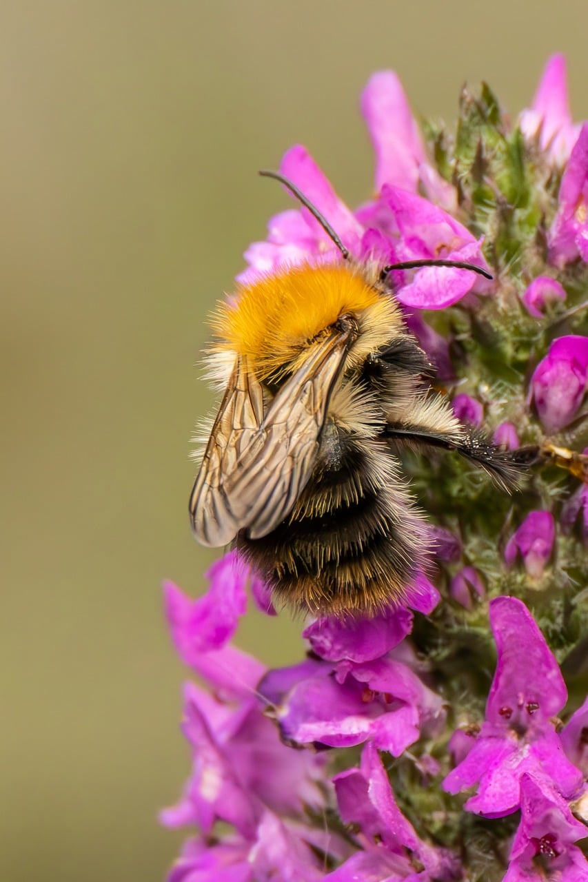Bumblebee Bee Insect - Free photo on Pixabay
