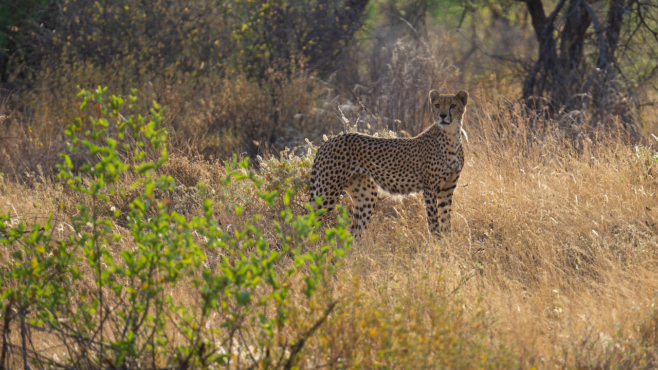 Cheetah Wildlife Safari - Free photo on Pixabay