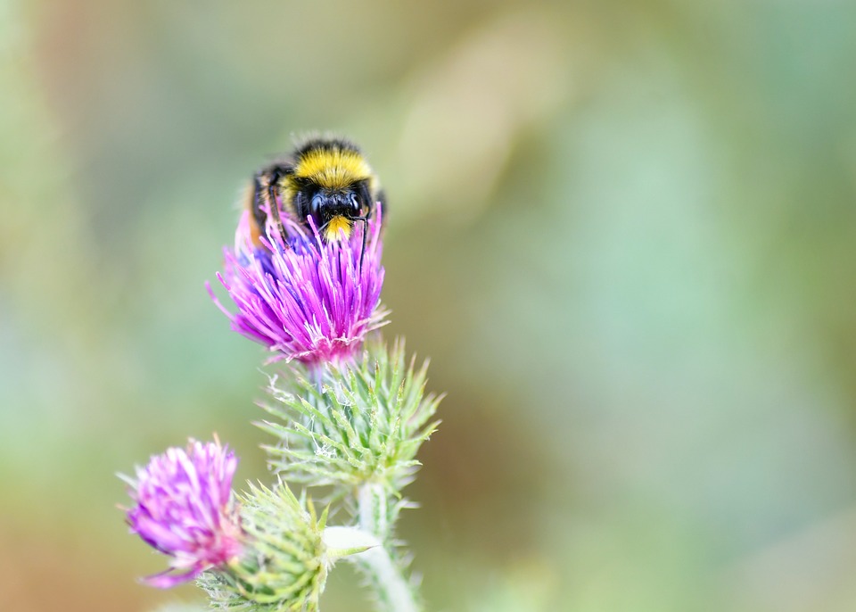 Bourdon Insecte Pollinisation - Photo gratuite sur Pixabay