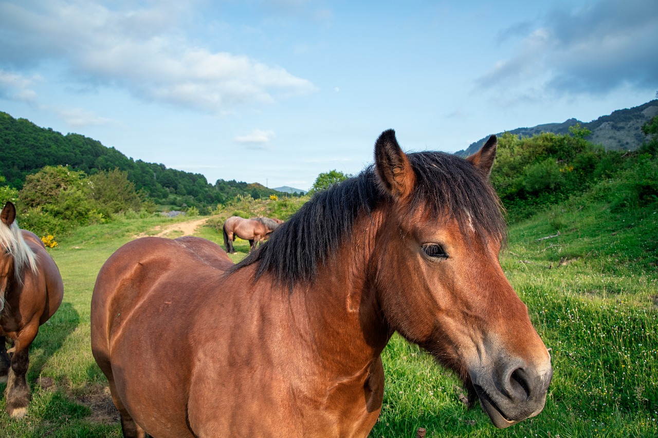 Animal Horse Meadow - Free photo on Pixabay