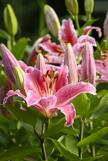 Lilies Nature Flower - Free photo on Pixabay