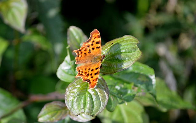 Butterfly C Falter Edelfalter - Free photo on Pixabay