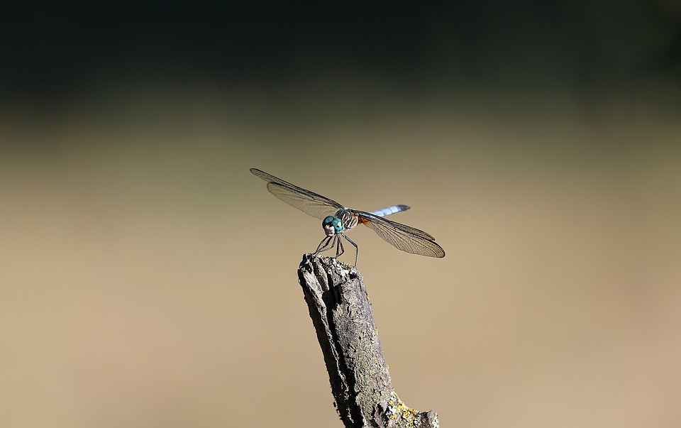 Blue Dasher Dragonfly Insect - Free photo on Pixabay