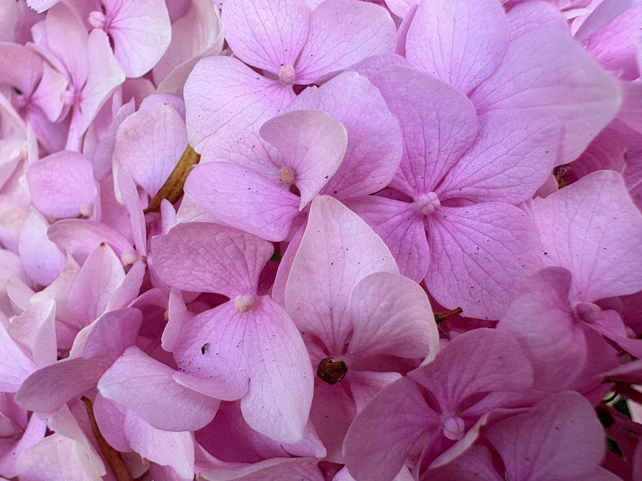 Hydrangea Nature Bloom - Free photo on Pixabay