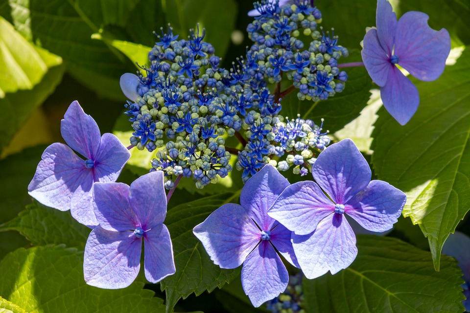 Hydrangea Bunga-Bunga Kebun - Foto gratis di Pixabay