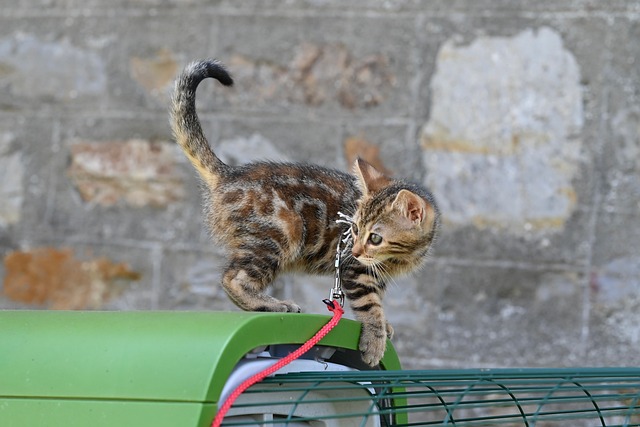Balancing Kitten Mila Cat - Free photo on Pixabay