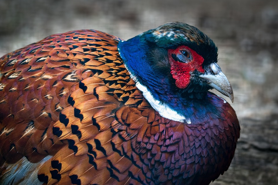 Pheasant Bird - Free photo on Pixabay