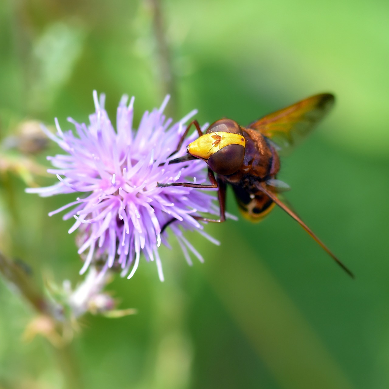 Bee Insect Pollination - Free photo on Pixabay