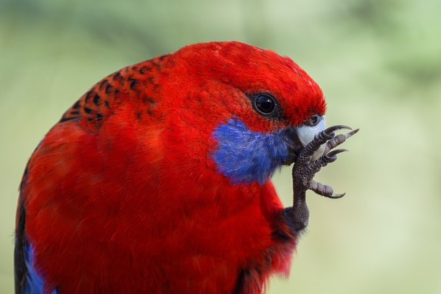 Crimson Rosella Parrot Bird - Free photo on Pixabay