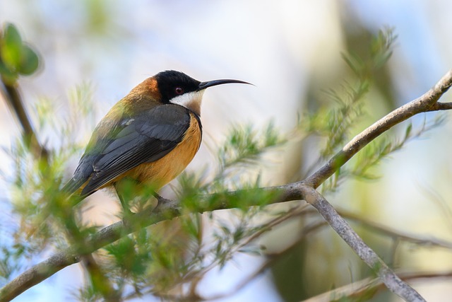Eastern Spinebill Bird - Free photo on Pixabay