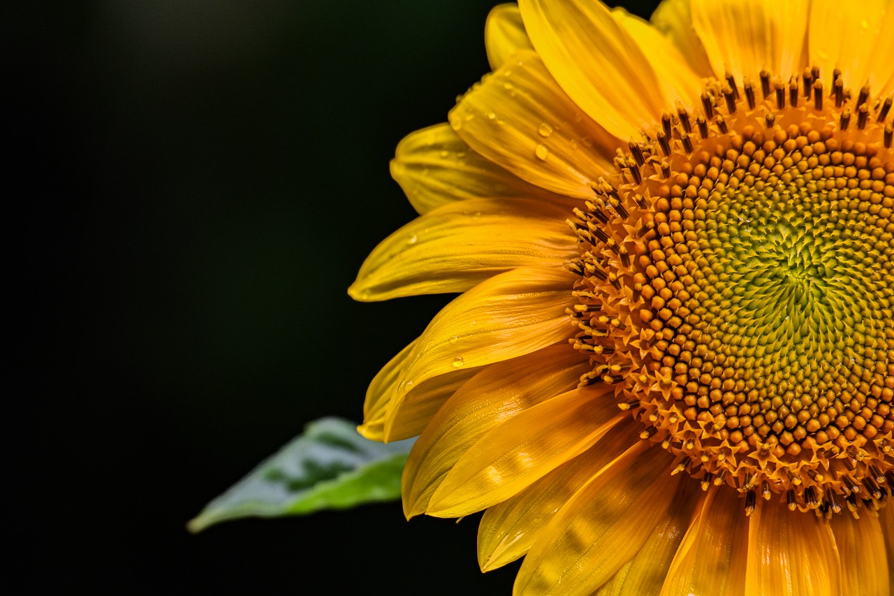 Sunflower Nature Flower Wallpaper - Free photo on Pixabay