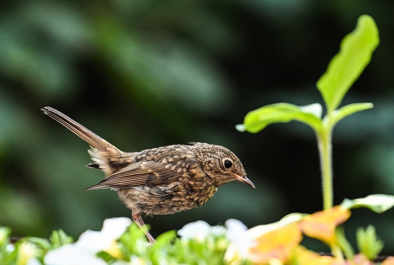 Robin Bird Little - Free photo on Pixabay