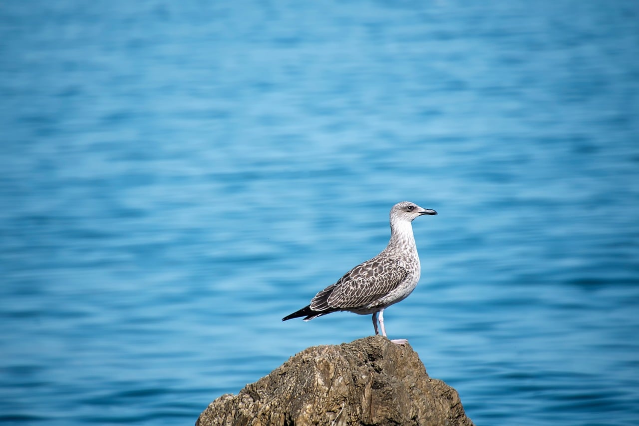 9,000+ Free Seagulls & Nature Images - Pixabay