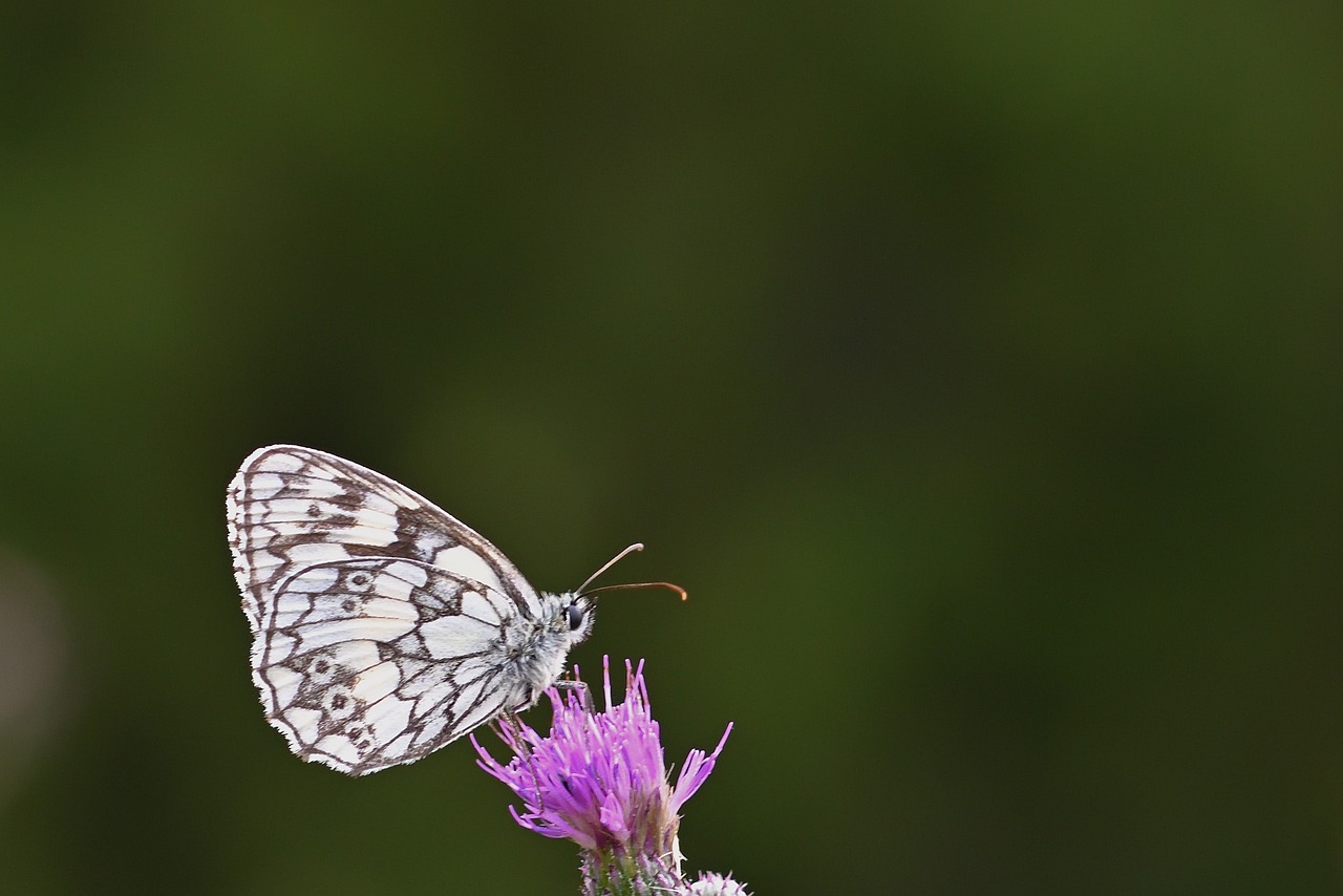 Butterfly Checkerboard Close Up - Free photo on Pixabay