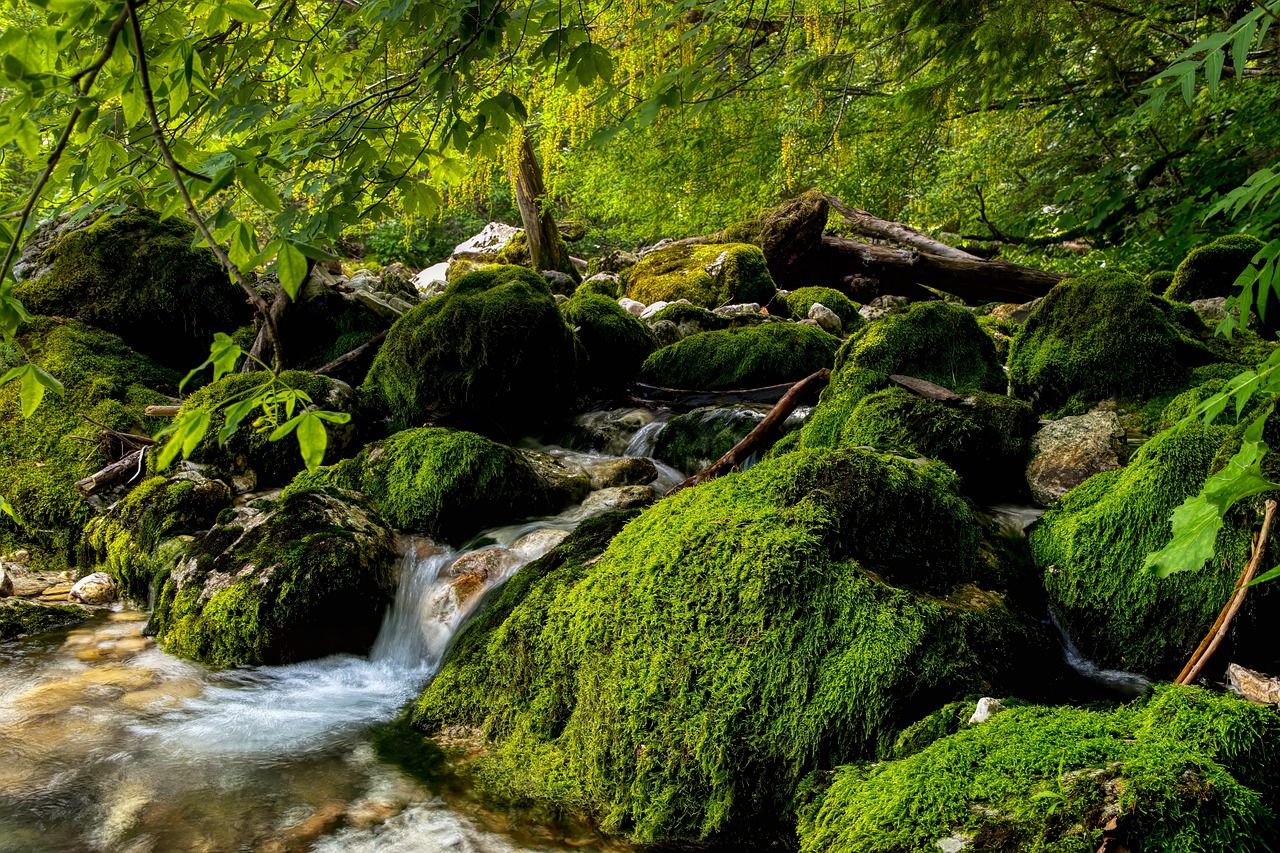 Forest Love Floor - Free photo on Pixabay