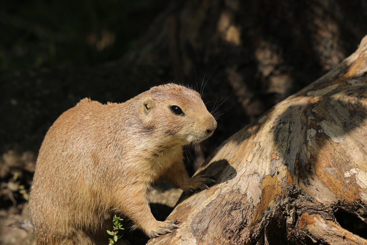 Animal Rodent Prairie Dog - Free photo on Pixabay