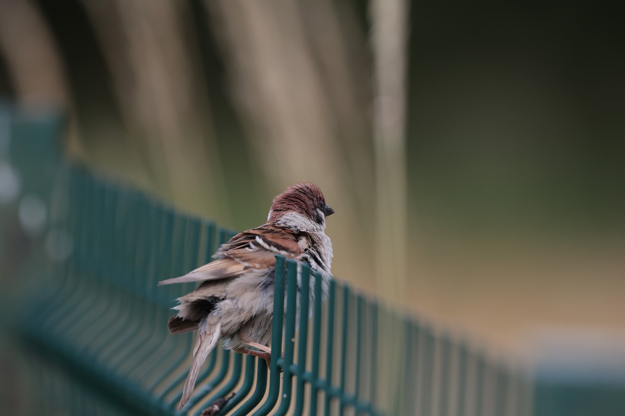 Sperling Sparrow Bird - Free photo on Pixabay