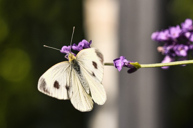 White Butterfly Nature - Free photo on Pixabay