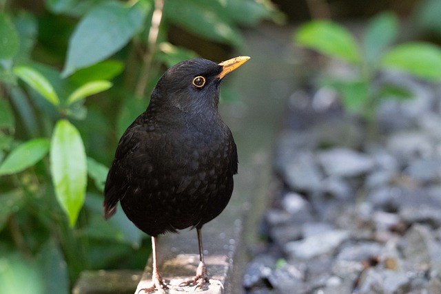 Blackbird Nature Bird - Free photo on Pixabay