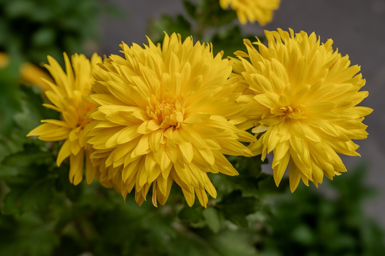 Chrysanthemum Flowers Botany - Free photo on Pixabay