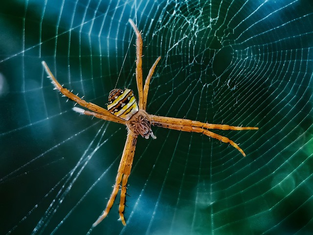 Spider Nature Web - Free photo on Pixabay