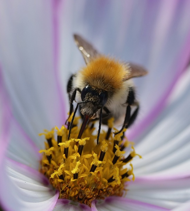 Bumblebee Insect Close Up - Free photo on Pixabay