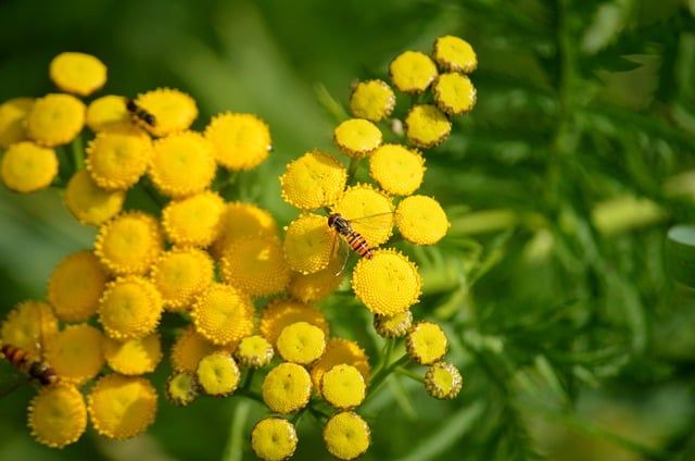 Floating Wasp Hover Fly Free Photo On Pixabay