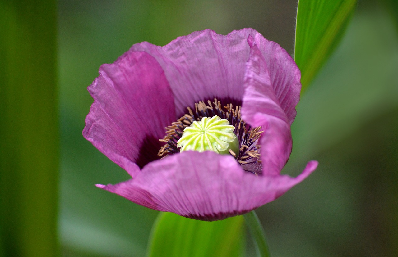 Opium Poppy Flower - Free photo on Pixabay