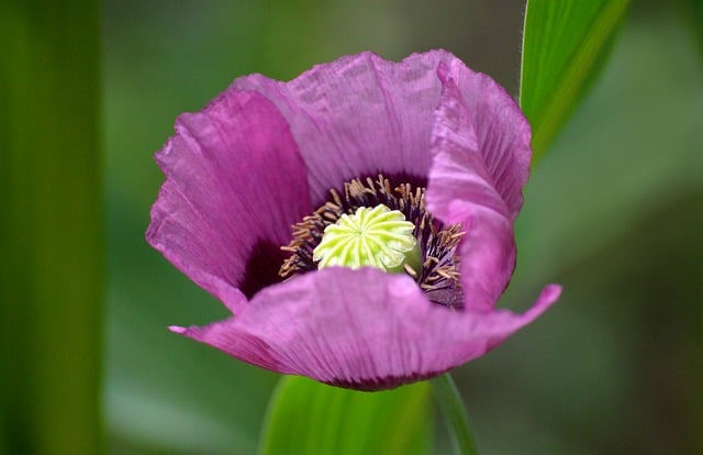 Opium Poppy Flower - Free photo on Pixabay