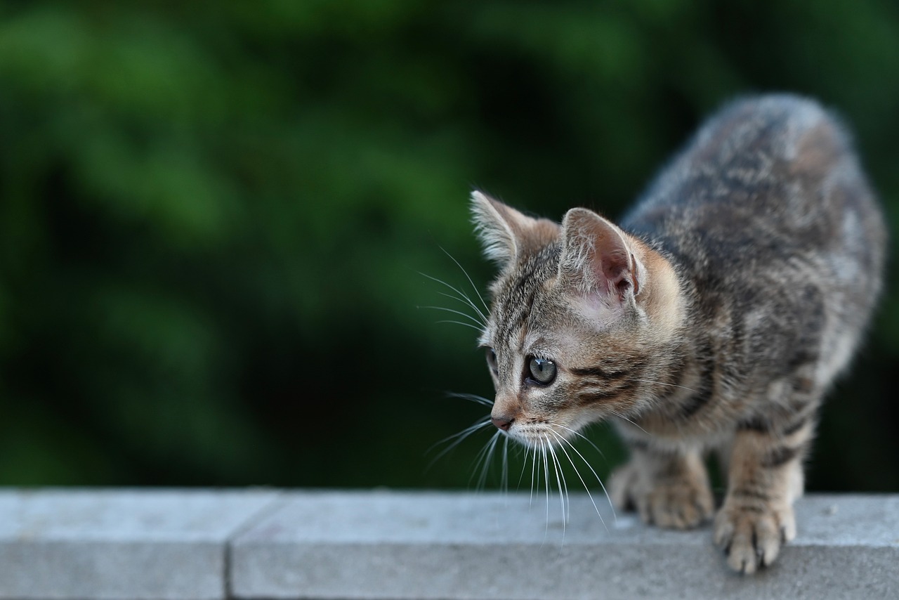 Cat Animal Nature - Free photo on Pixabay