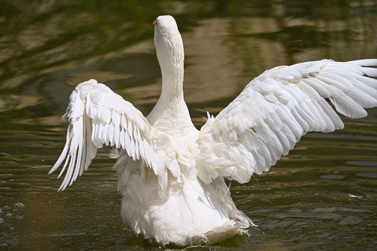 White Goose Bird - Free photo on Pixabay