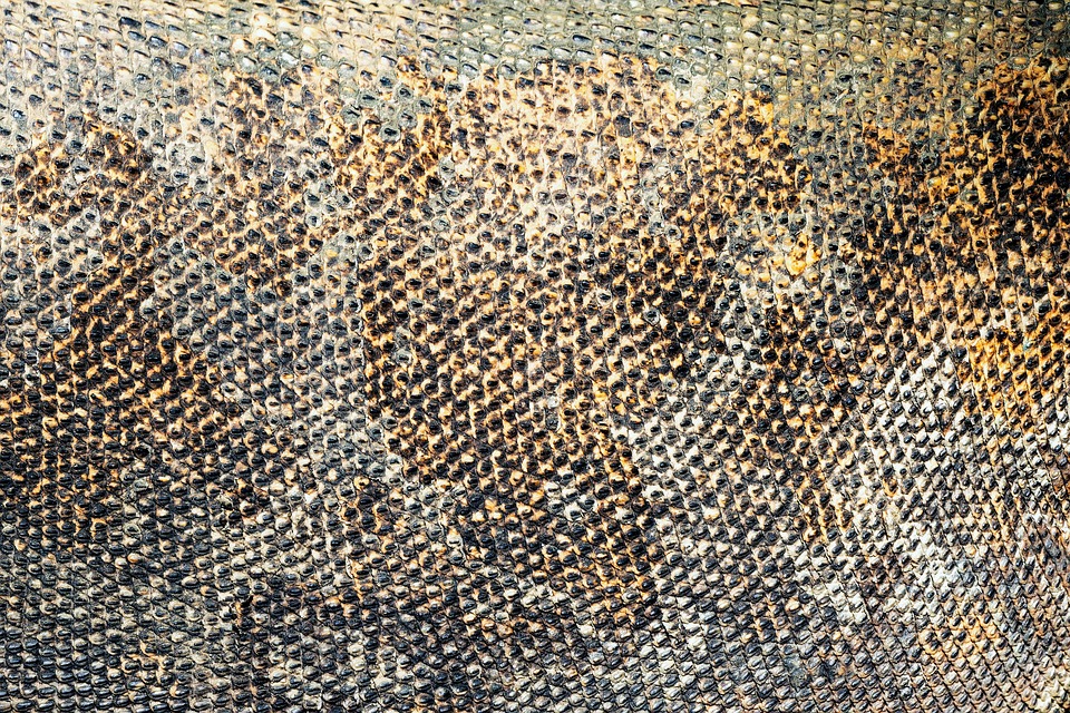Komodo Dragon Skin - Free photo on Pixabay