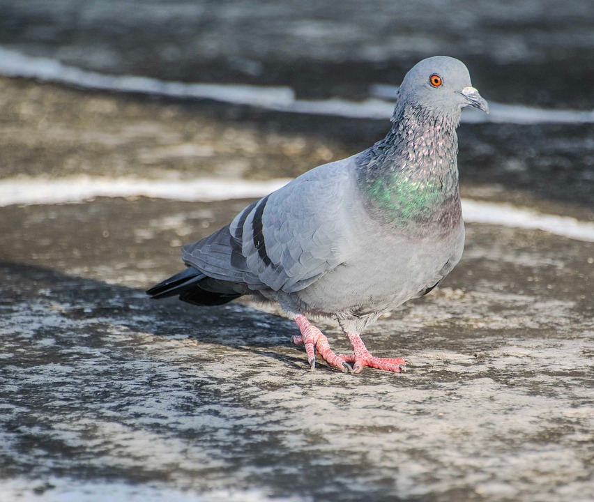 Rock Pigeon Bird - Free photo on Pixabay
